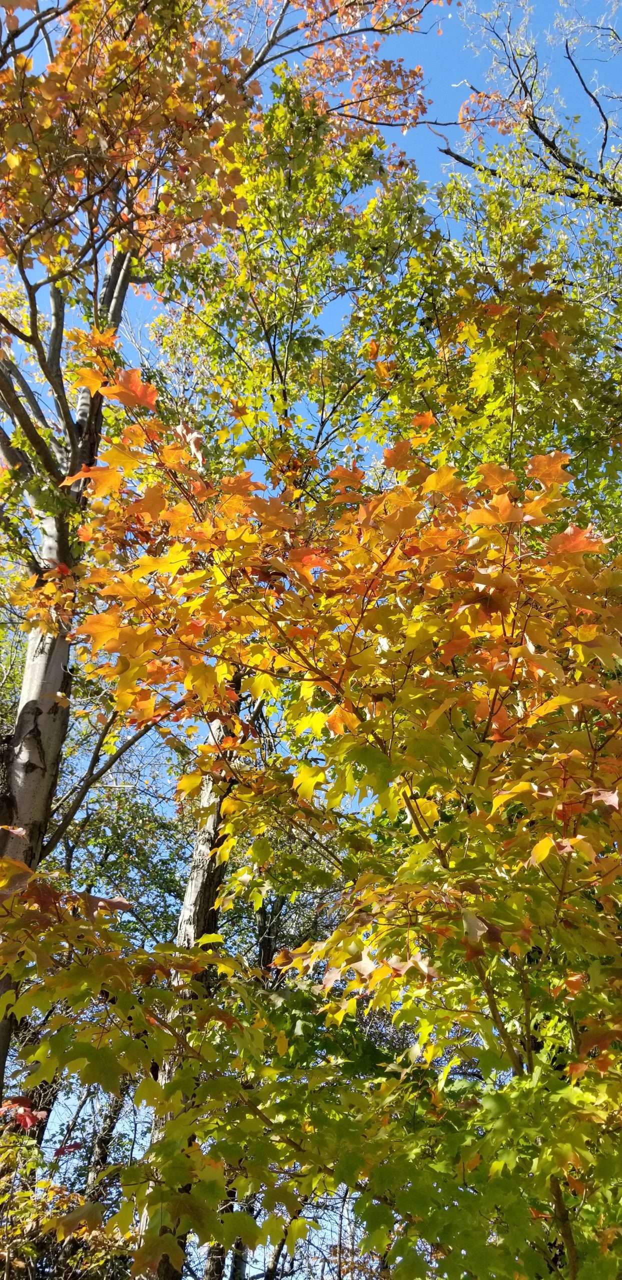 LEAVES ME WONDERING Crossing My Bridges LEAVES ME WONDERING Crossing My Bridges